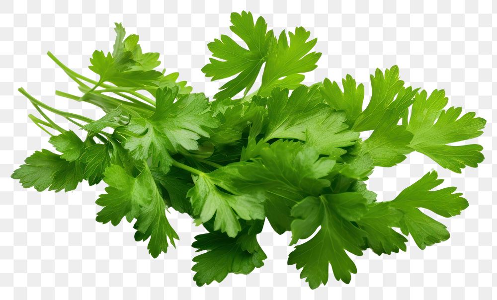 PNG Coriander leaves isolated coriander | Free PNG - rawpixel