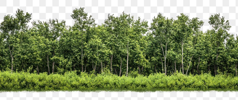 PNG Forest landscape outdoors scenery. | Free PNG - rawpixel