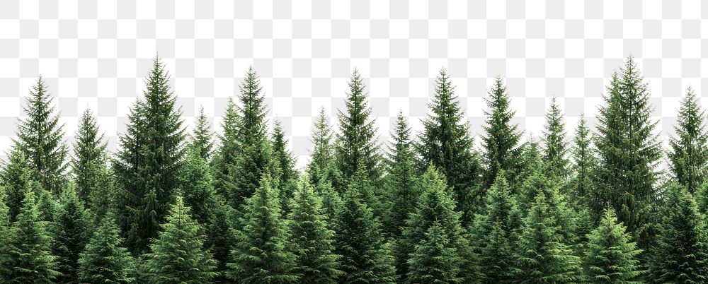PNG Real cedar forest background | Free PNG - rawpixel