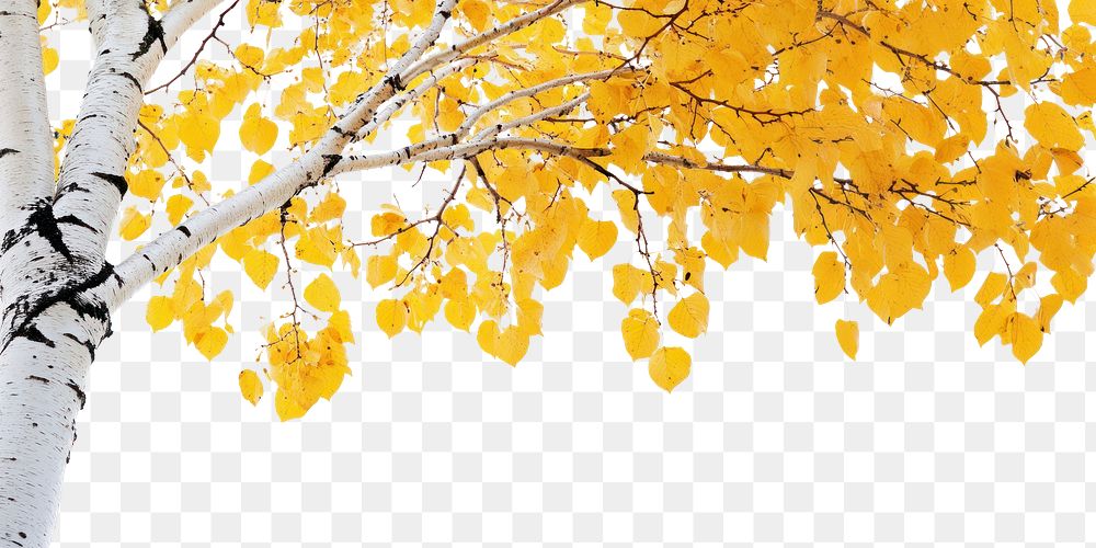 PNG Real birch tree branch | Free PNG - rawpixel