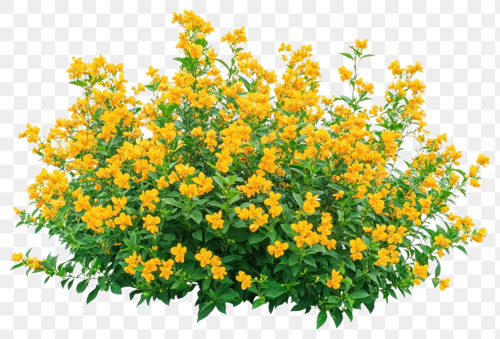 PNG Real yellow flower bushes | Free PNG - rawpixel