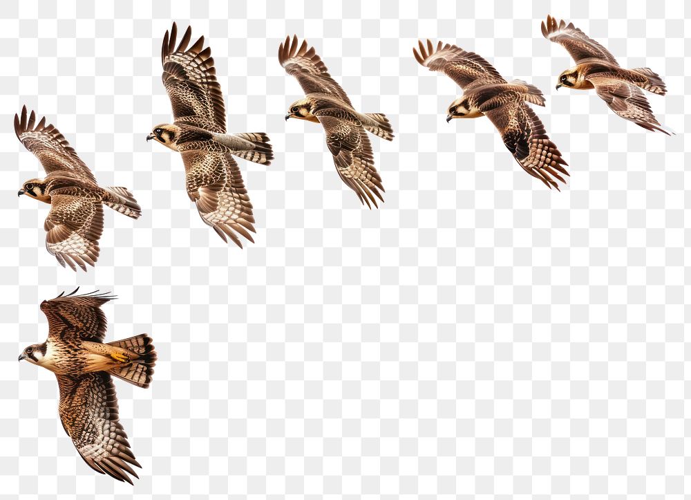 PNG Flock 8 falcons bird | Free PNG - rawpixel
