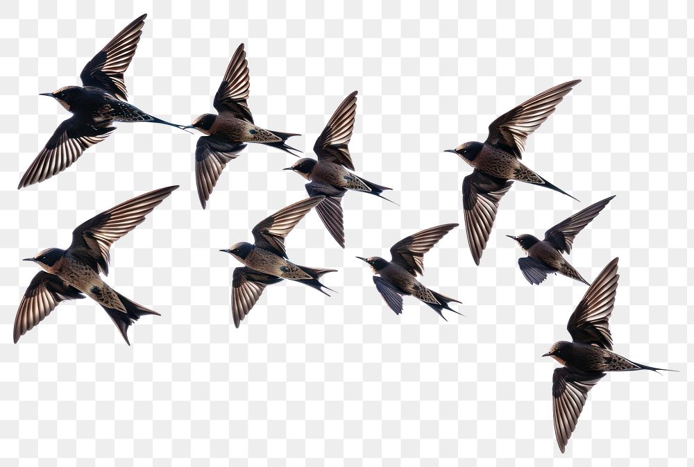 PNG Flock 8 swifts birds | Free PNG - rawpixel