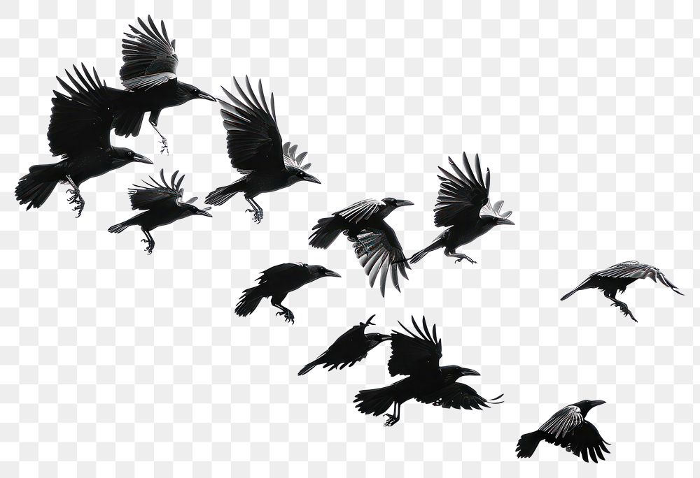 PNG Flock flying crows birds. | Free PNG - rawpixel