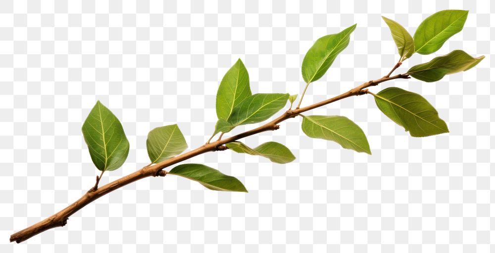 PNG Branch plant leaf tree. | Free PNG - rawpixel