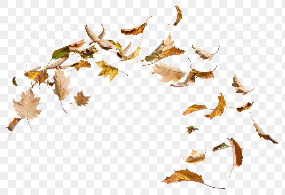 PNG Autumn leaves in motion | Free PNG - rawpixel