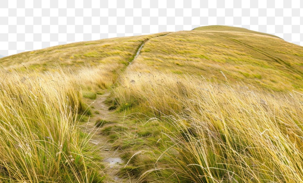 PNG Serene grassy hill path | Free PNG - rawpixel
