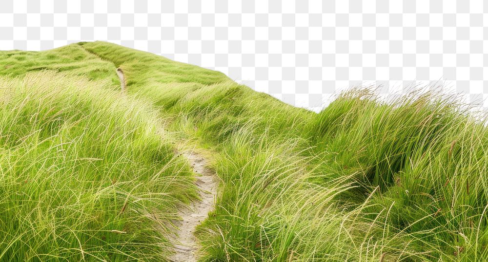 PNG Lush green grass path | Free PNG - rawpixel