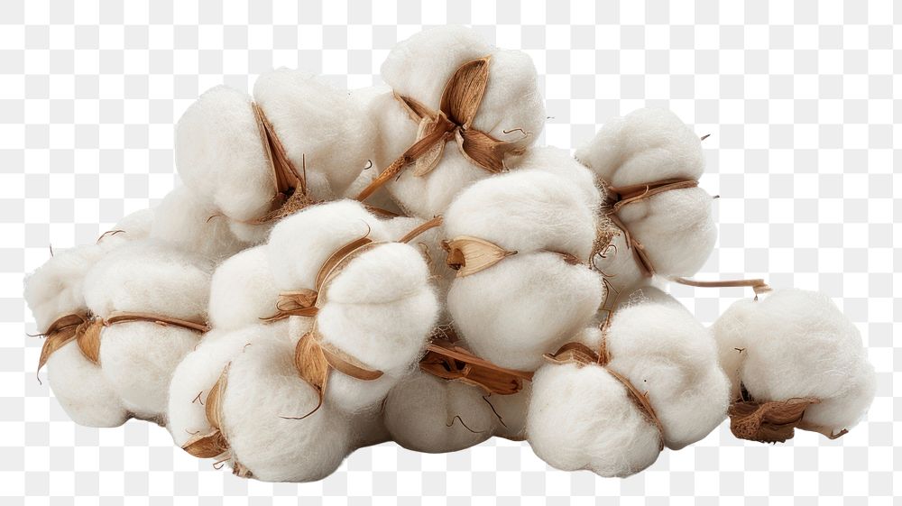 PNG Natural cotton plant fibers | Free PNG - rawpixel