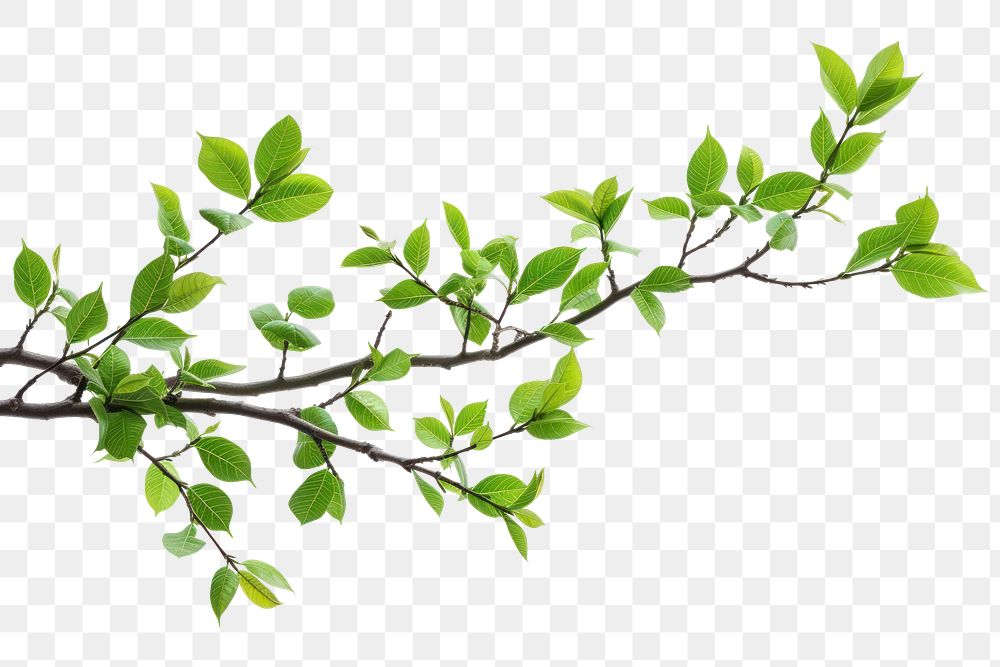 PNG Tree branch leaves plant | Free PNG - rawpixel