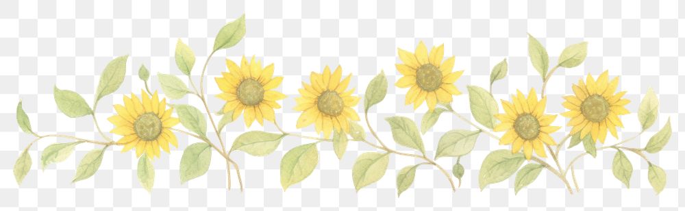 PNG Sunflower bouquet as divider | Free PNG - rawpixel
