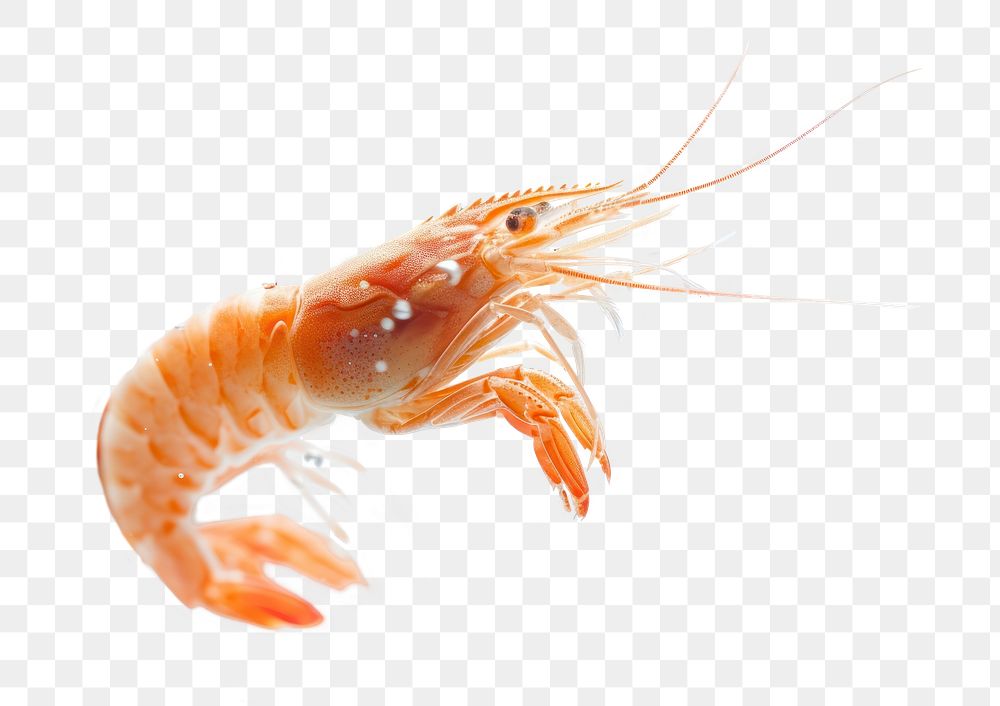 Flying Shrimp PNG Images | Free Photos, PNG Stickers, Wallpapers ...