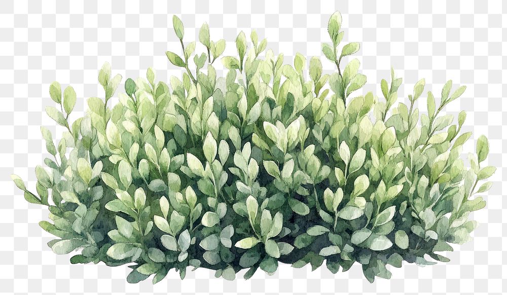 PNG Boxwood Shrubs plant illustration | Premium PNG - rawpixel