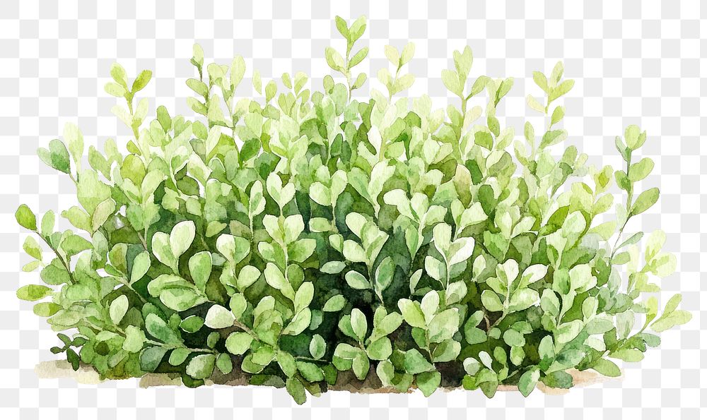 PNG Boxwood Shrubs plant illustration | Free PNG - rawpixel