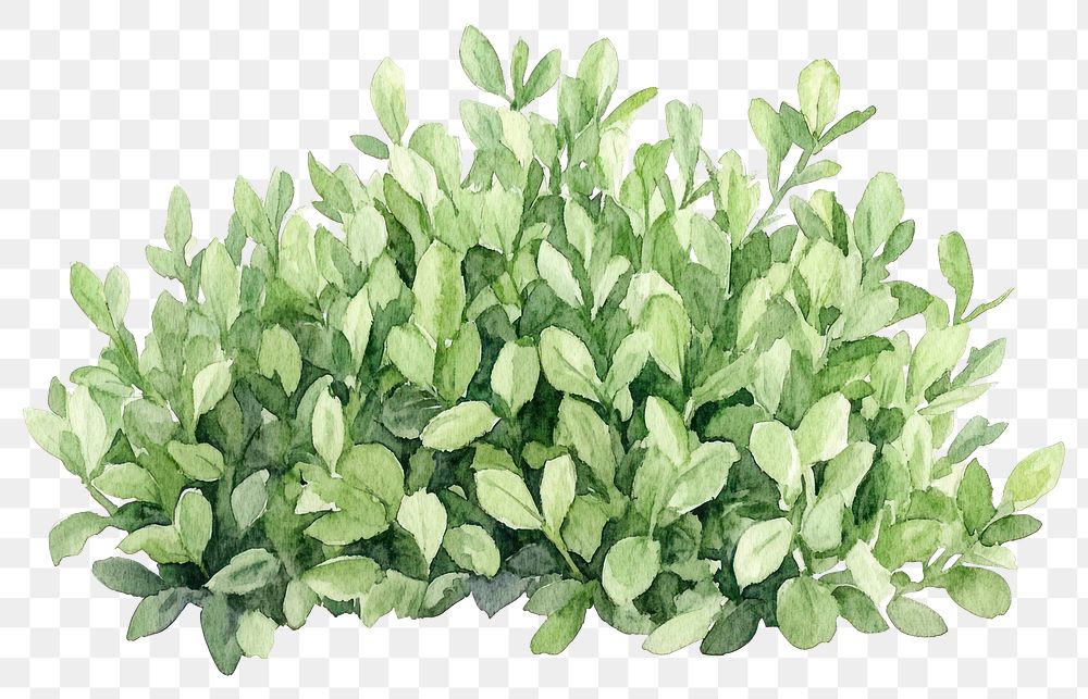 PNG Boxwood Shrubs plant illustration | Free PNG - rawpixel