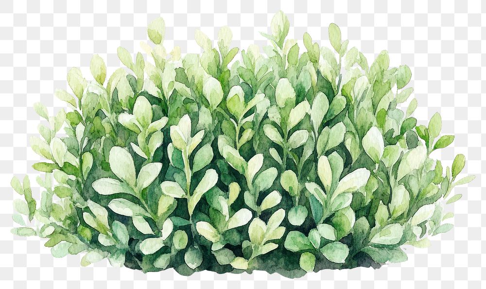 PNG Boxwood Shrubs plant illustration | Free PNG - rawpixel