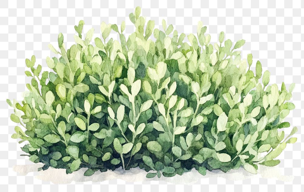 PNG Boxwood Shrubs art illustration | Free PNG - rawpixel