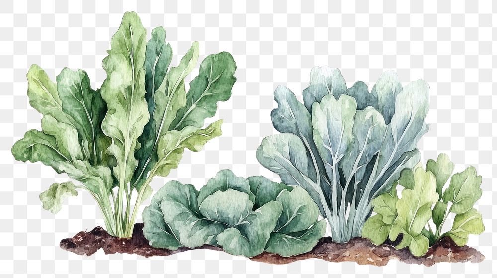 PNG Vegetable Patches vegetables plants | Free PNG - rawpixel