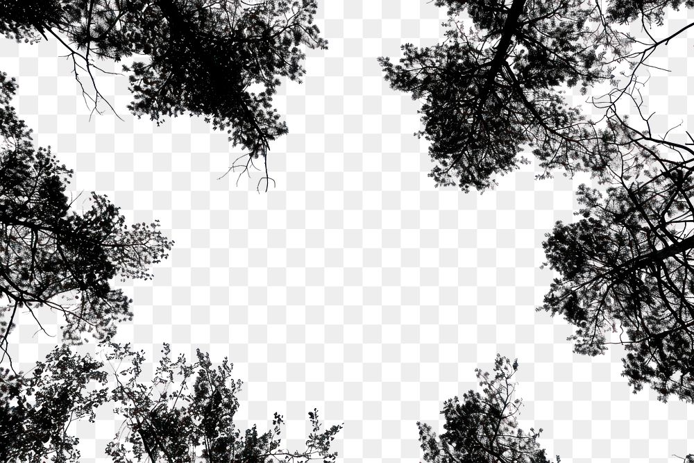 PNG Forest canopy sky view | Premium PNG - rawpixel