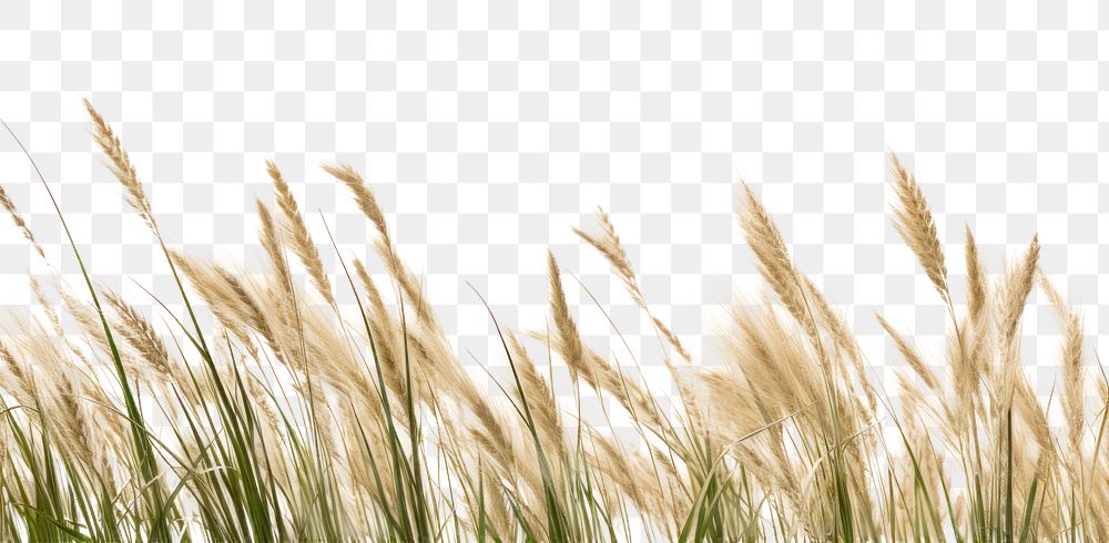 PNG Wild grass backgrounds outdoors | Premium PNG - rawpixel