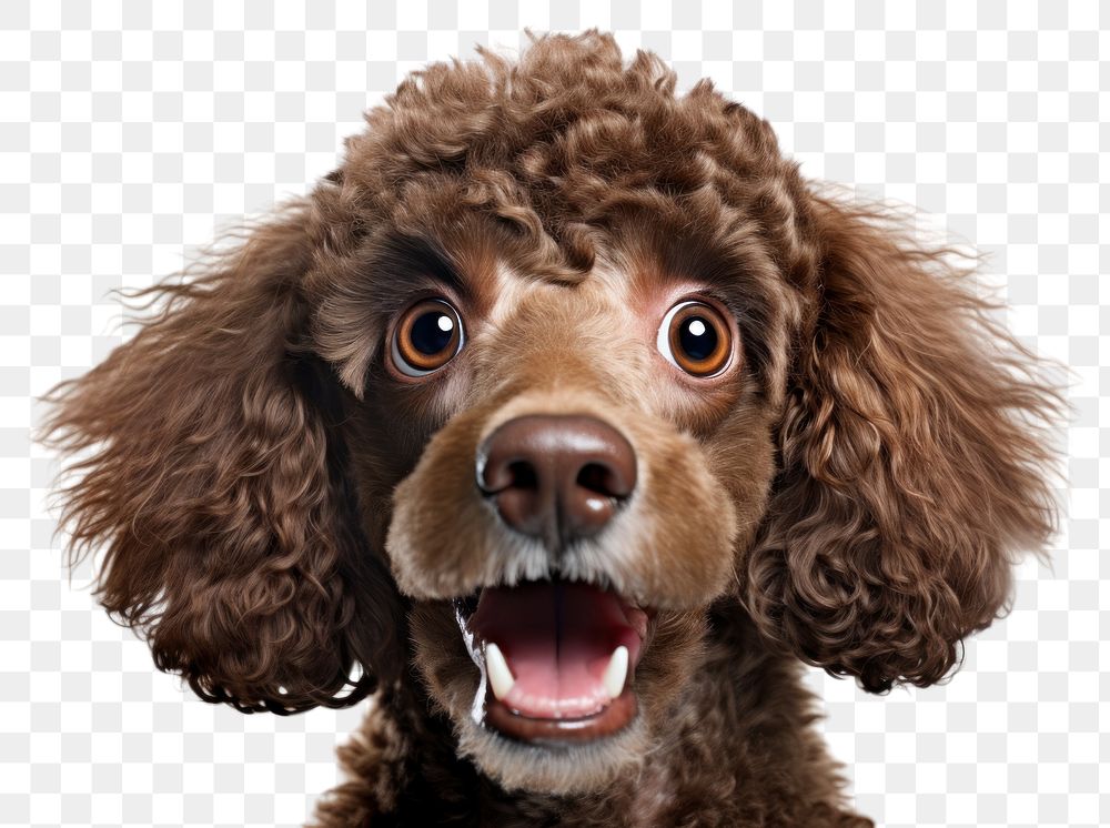 Dogs Cavapoo Images | Free Photos, PNG Stickers, Wallpapers ...