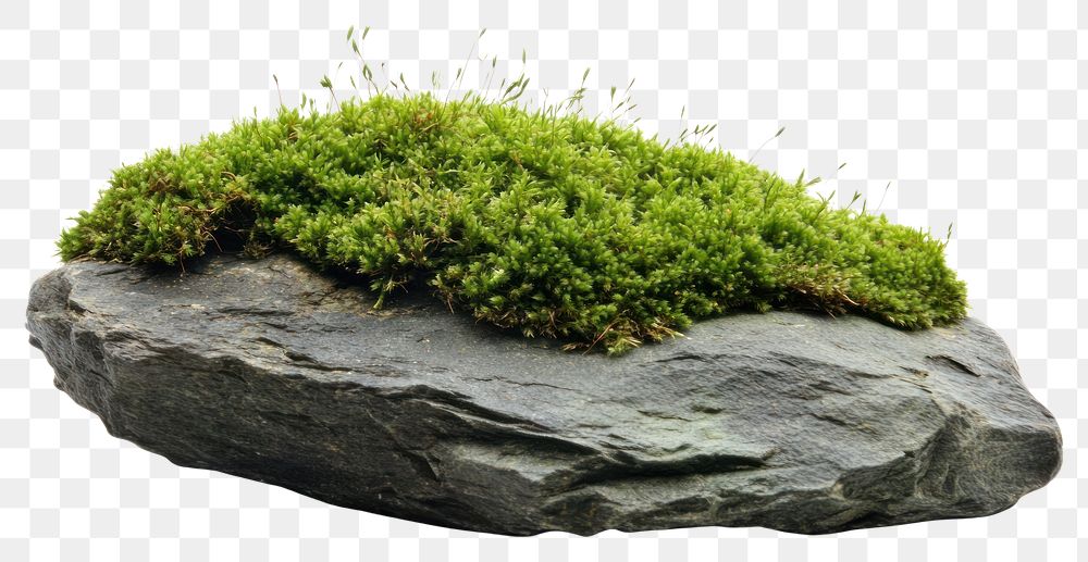 PNG Moss green rock moss | Premium PNG - rawpixel