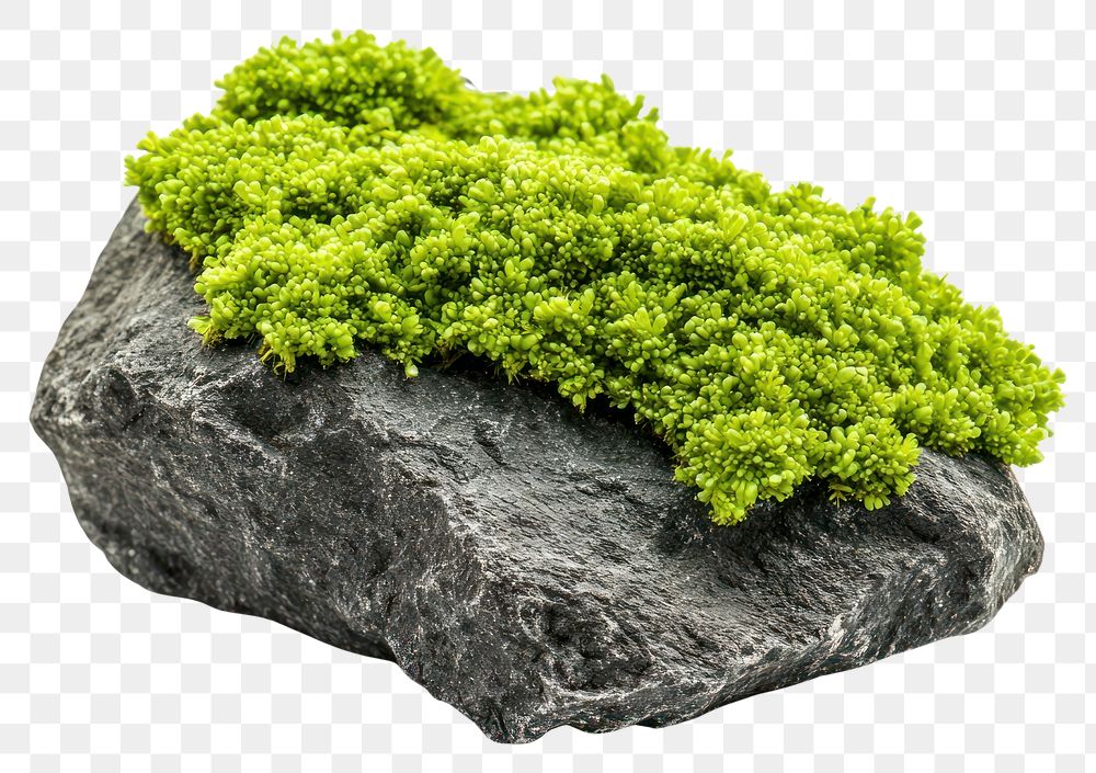 PNG Moss green rock moss | Free PNG - rawpixel
