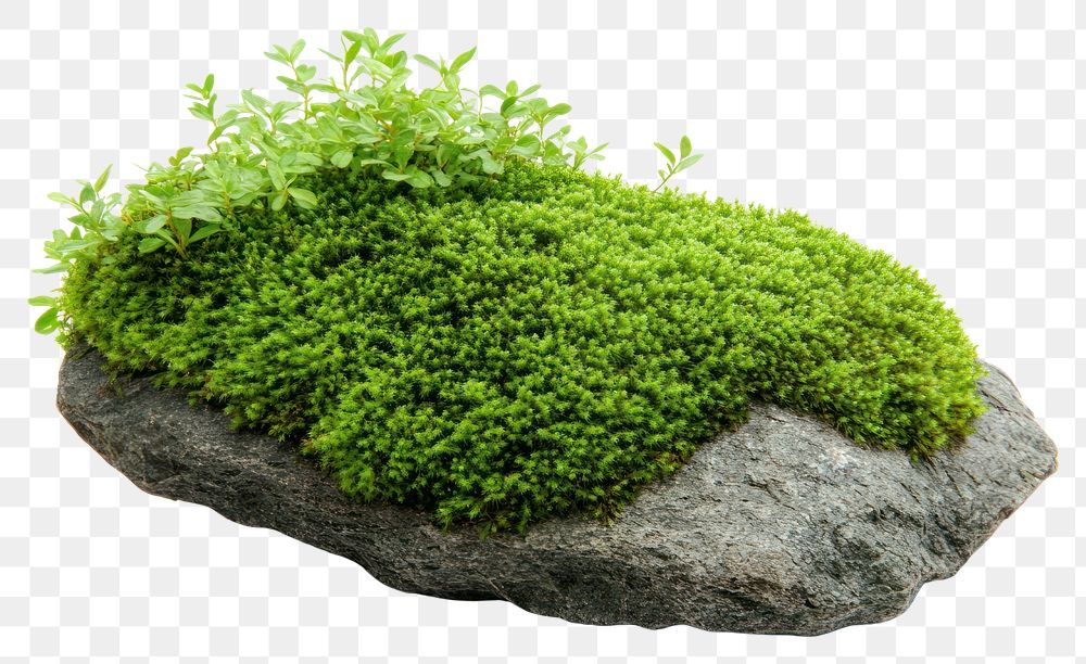 PNG Moss green rock moss | Premium PNG - rawpixel