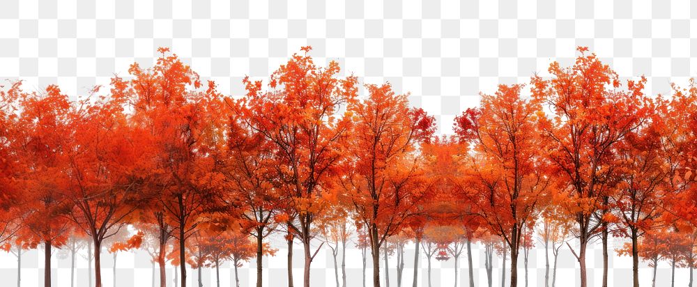 PNG Forest borders autumn scenery | Free PNG - rawpixel