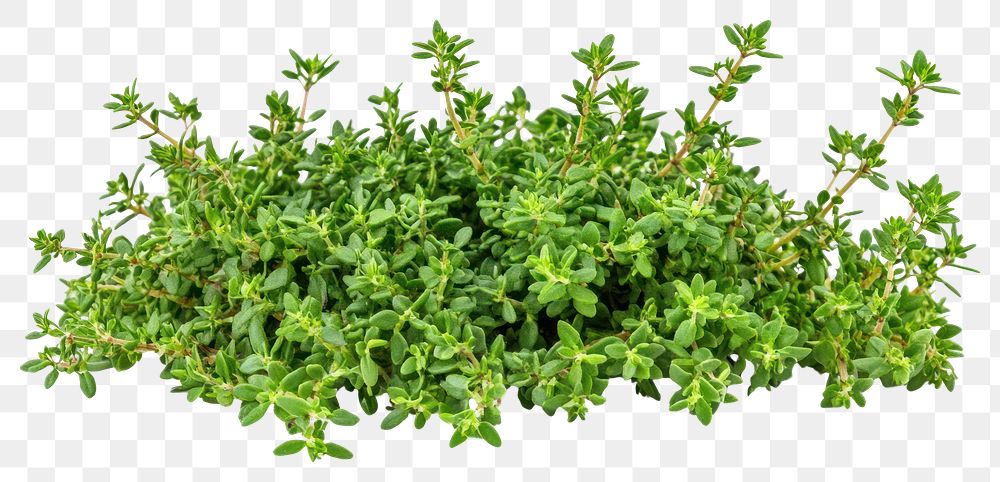PNG Thyme herbal leaves herbs | Free PNG - rawpixel