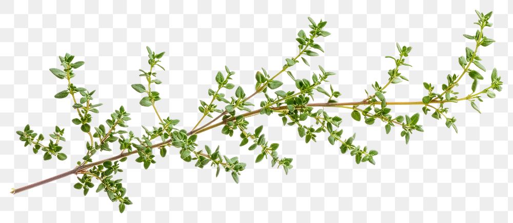 PNG Thyme herbal leaves plant. | Premium PNG - rawpixel