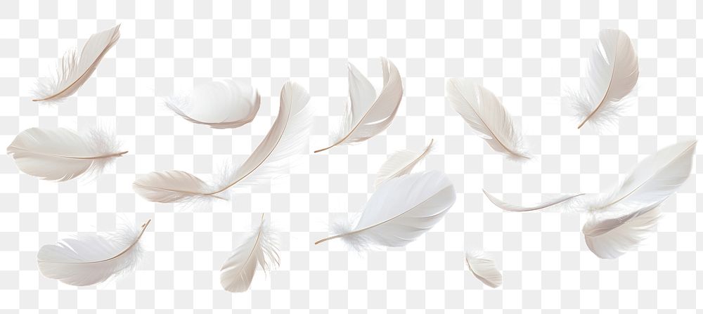 PNG Real white feathers border | Free PNG - rawpixel
