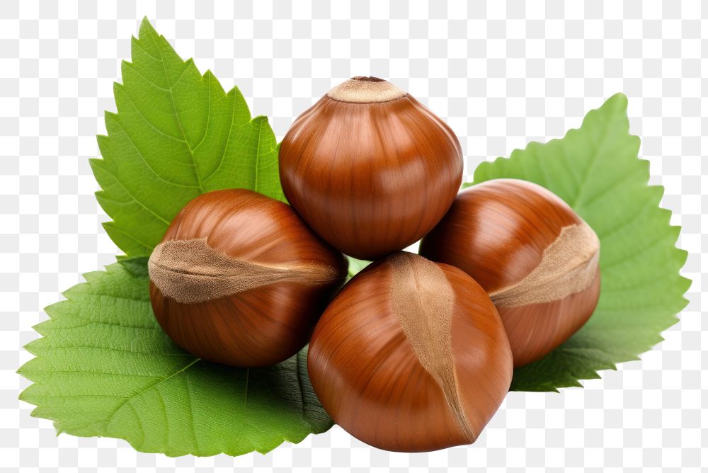 PNG Hazelnuts vegetable plant food. | Premium PNG - rawpixel