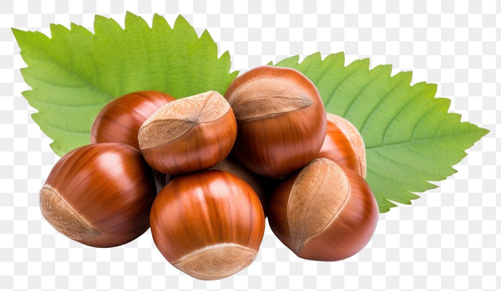 PNG Hazelnuts plant food | Free PNG - rawpixel
