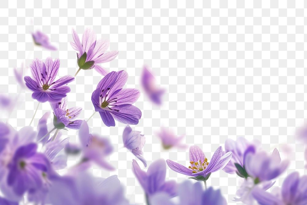PNG Spring flowers backgrounds outdoors | Premium PNG - rawpixel