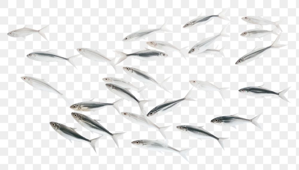 PNG Fish animal white background | Free PNG - rawpixel