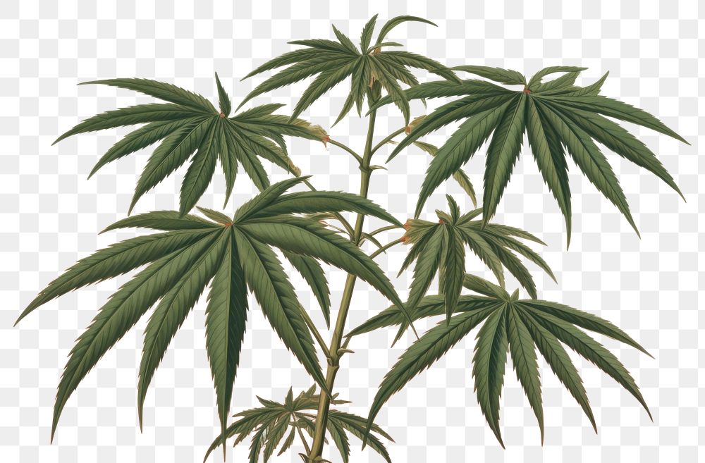 Bamboo+drawing+pencil Background Images | Free Photos, PNG Stickers ...