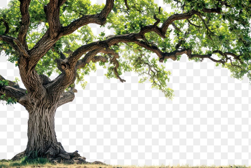 PNG Oak tree border plant | Premium PNG - rawpixel