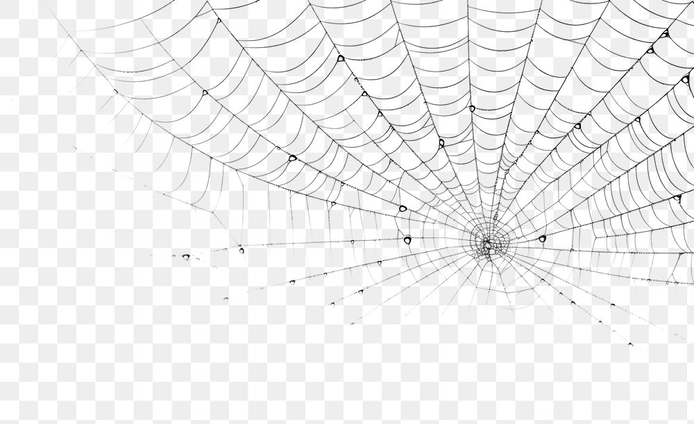 PNG Spider web backgrounds white | Premium PNG - rawpixel