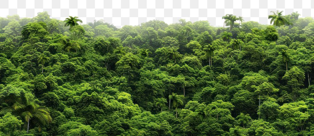 PNG Amazon Rainforest backgrounds vegetation | Free PNG - rawpixel
