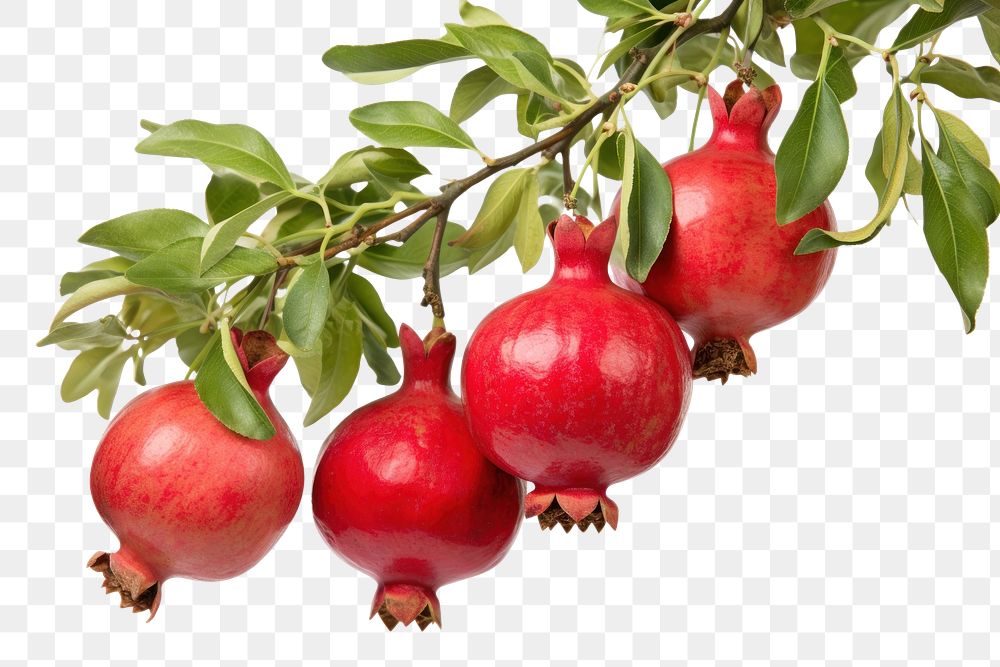 PNG Pomegranates plant fruit tree. | Free PNG - rawpixel