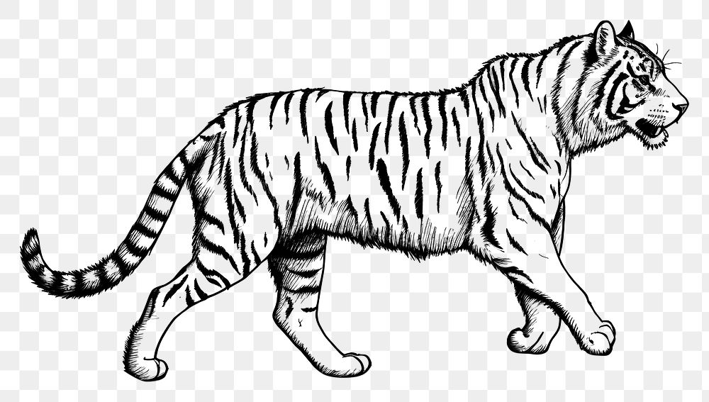 PNG Tiger run wildlife drawing | Free PNG - rawpixel
