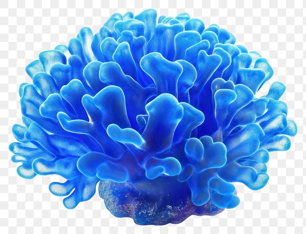 PNG Real Pavona coral nature | Free PNG - rawpixel