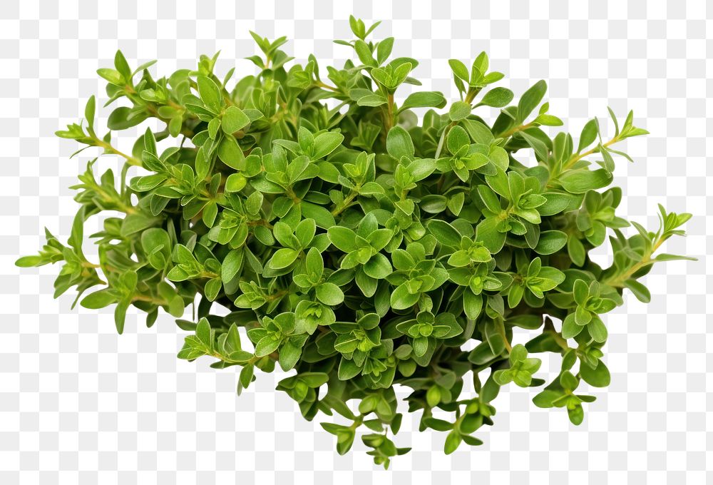 PNG Thyme herbs plant leaf | Free PNG - rawpixel
