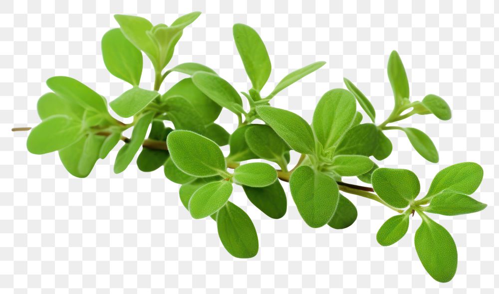 PNG Thyme leaf plant herbs. | Free PNG - rawpixel