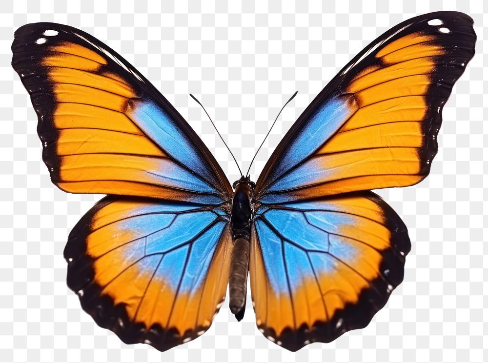 Butterfly Blue Side View Images | Free Photos, PNG Stickers, Wallpapers ...