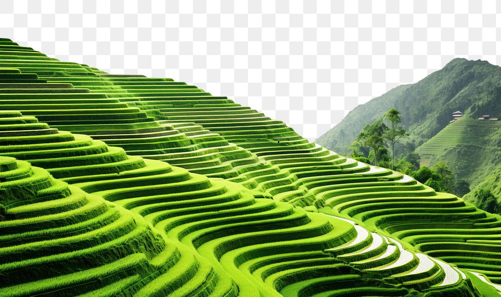 PNG Rice terraces landscape outdoors | Free PNG - rawpixel