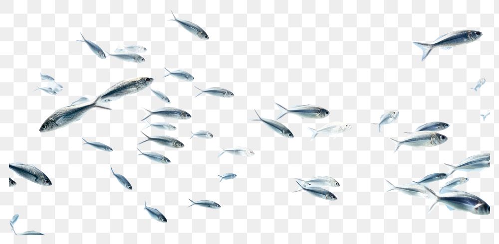 PNG Fishes swimming backgrounds animal | Free PNG - rawpixel
