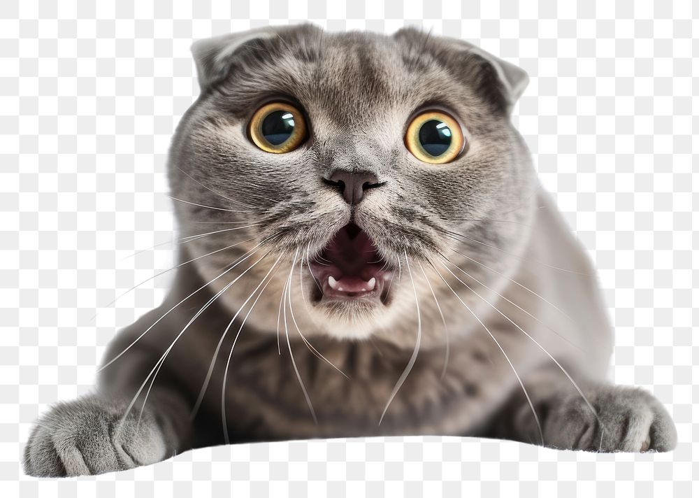 PNG Cat act like shocking | Free PNG - rawpixel