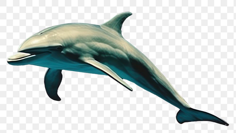 PNG Dolphin space fish astronomy. | Premium PNG - rawpixel
